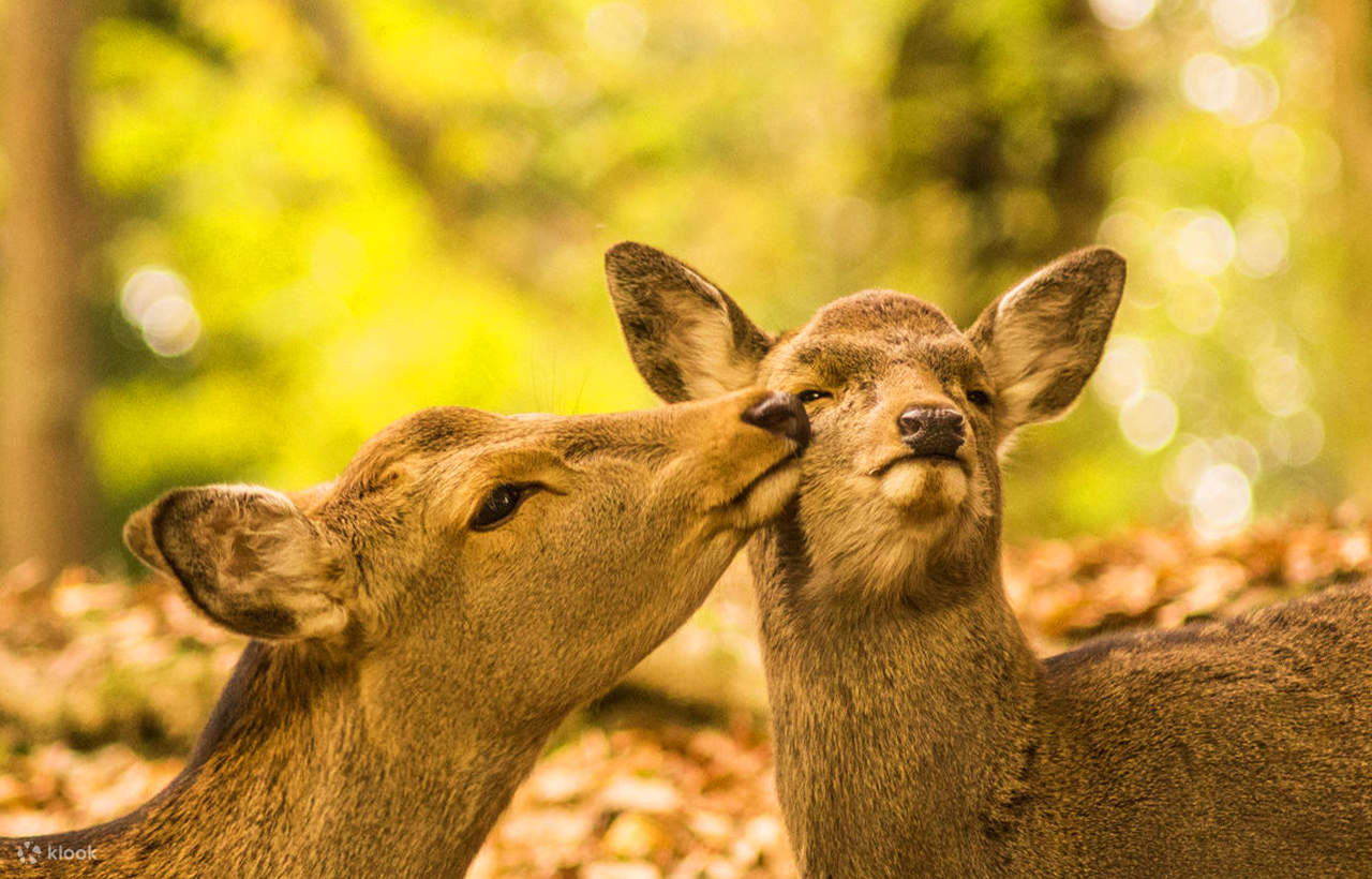 [One-day tour in Nara and Uji] Byodoin Temple, The Tale of Genji Museum, Uji Natural Hot Spring ...